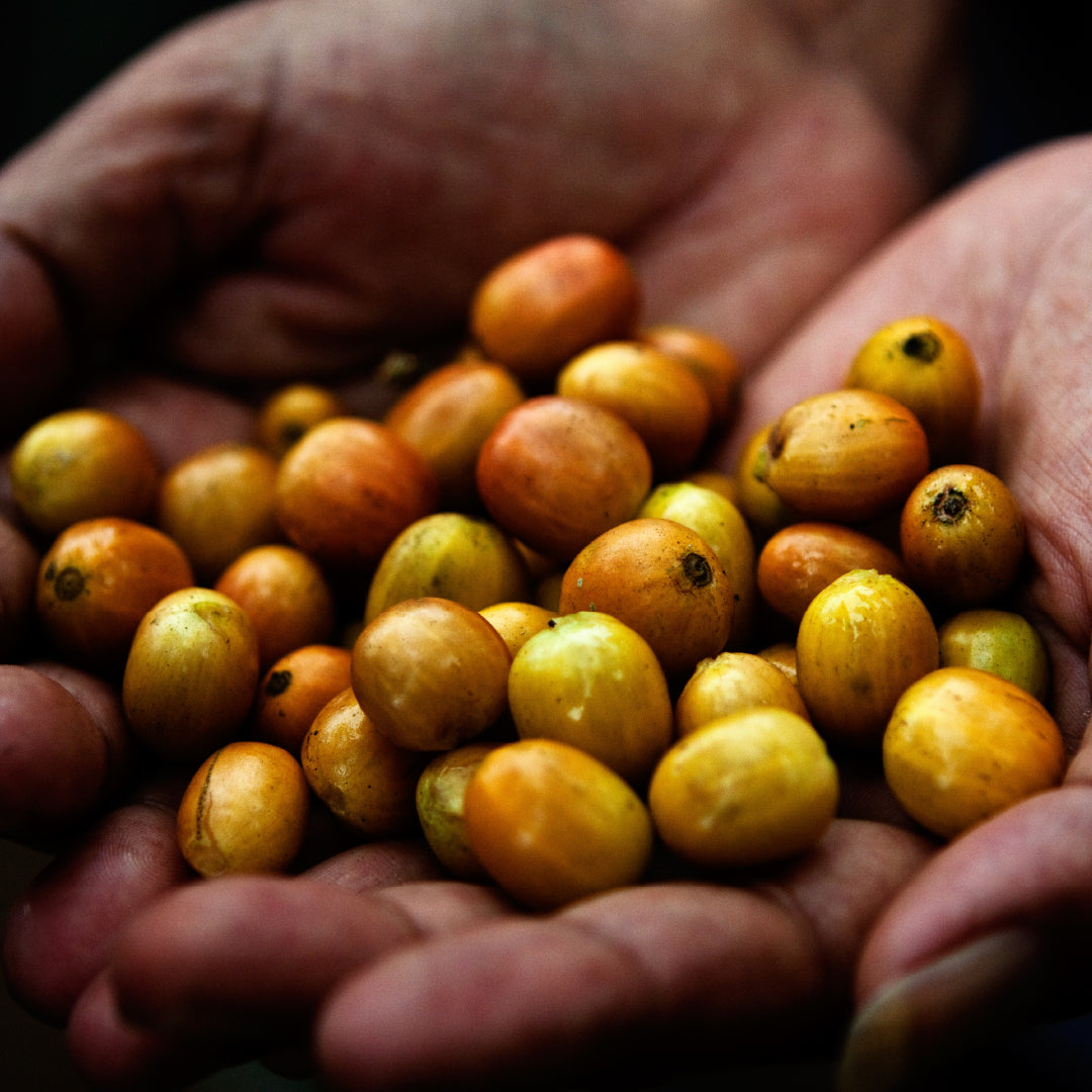 Coffee Process (Washed) – Gabriel Coffee