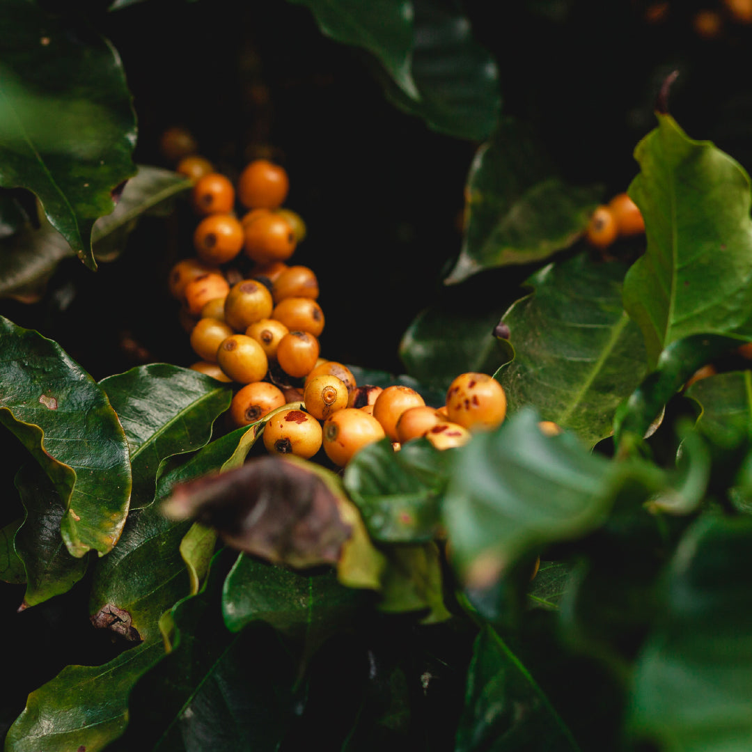Coffee Processing (Natural) – Gabriel Coffee