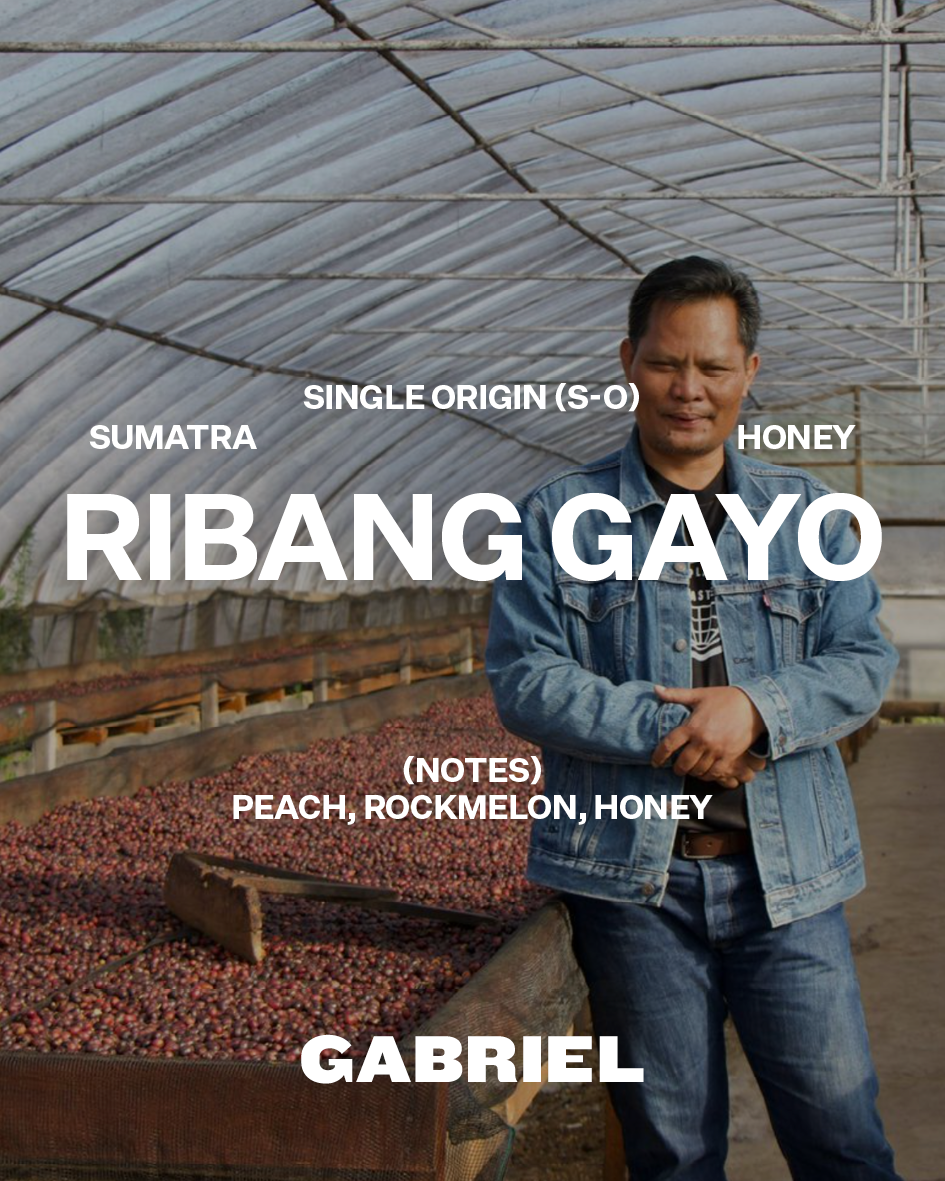 Ribang Gayo, Sumatra - Filter (250g) – Gabriel Coffee
