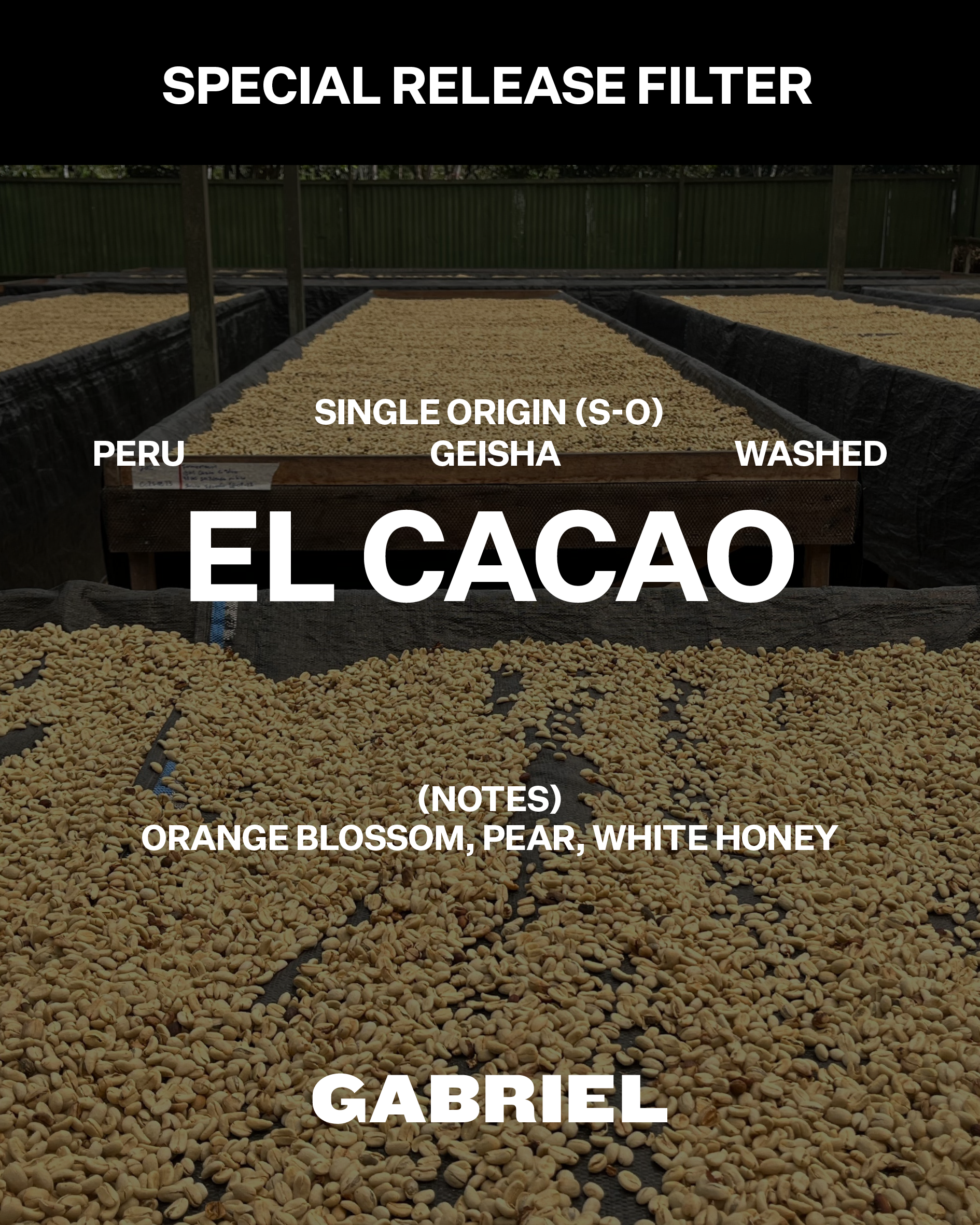 El Cacao, Peru - Special Release Filter // GEISHA (200g) – Gabriel Coffee